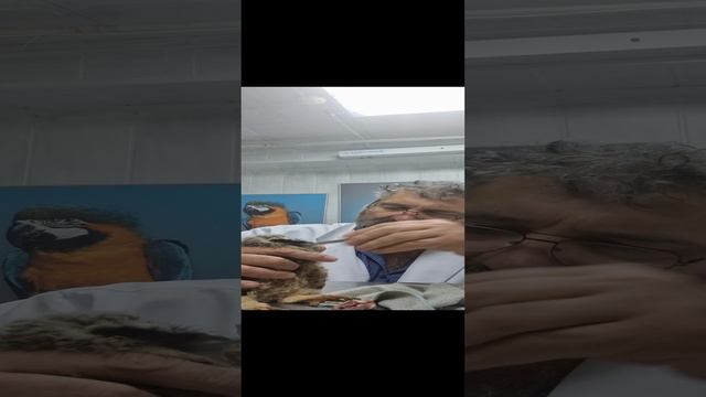 Как покормить дикого совенка