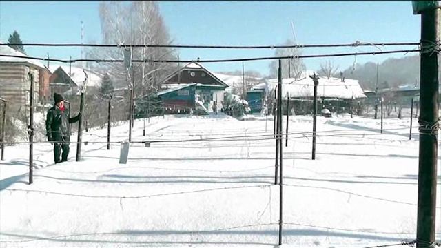 Козыри сибирского виноградарства