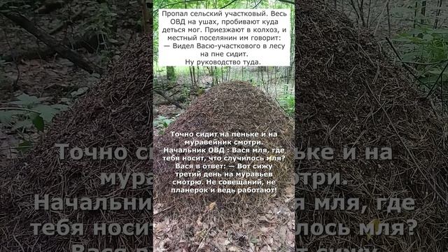 Анекдот про участкового и муравейник
