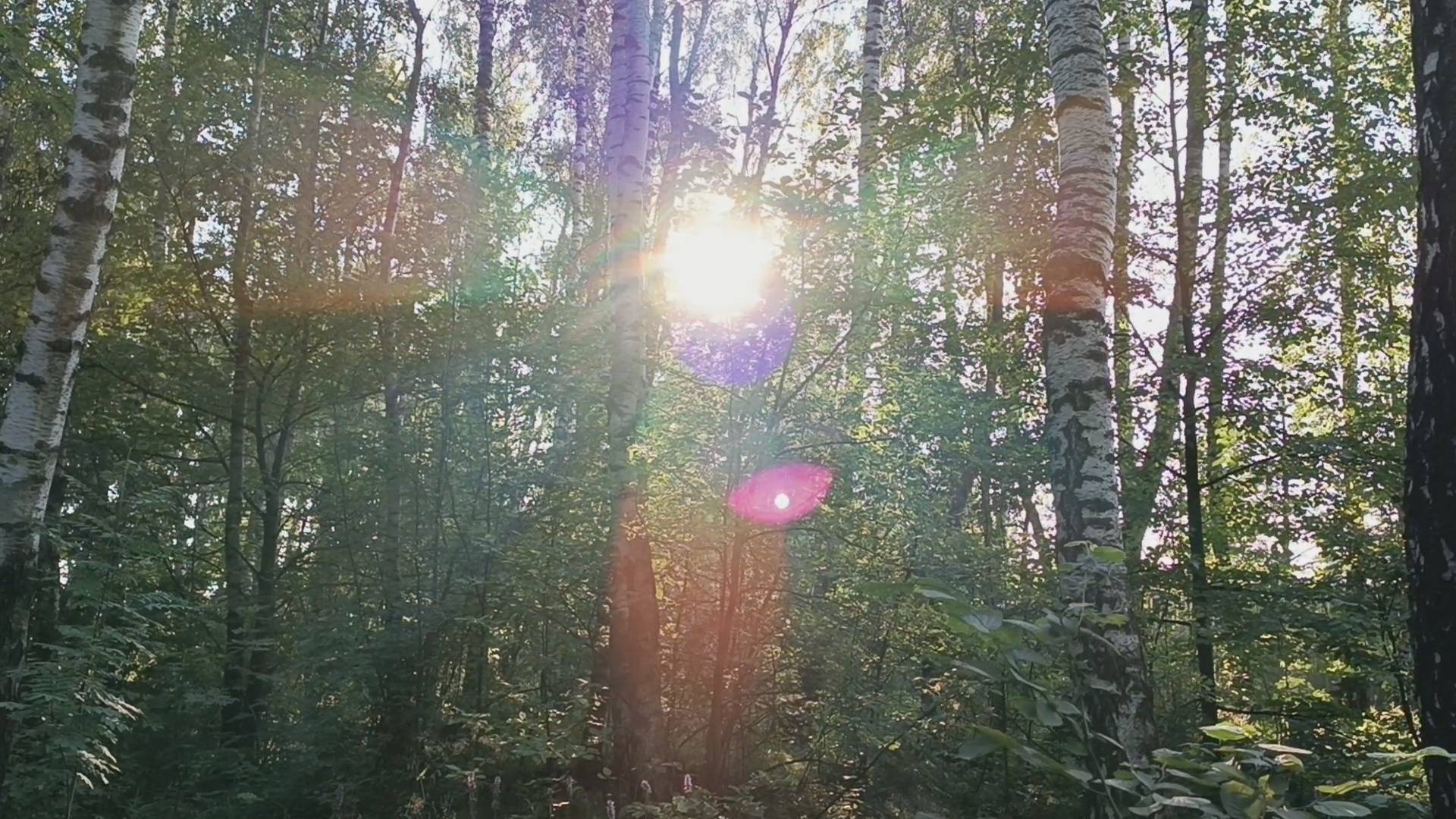 Подмосковный лес