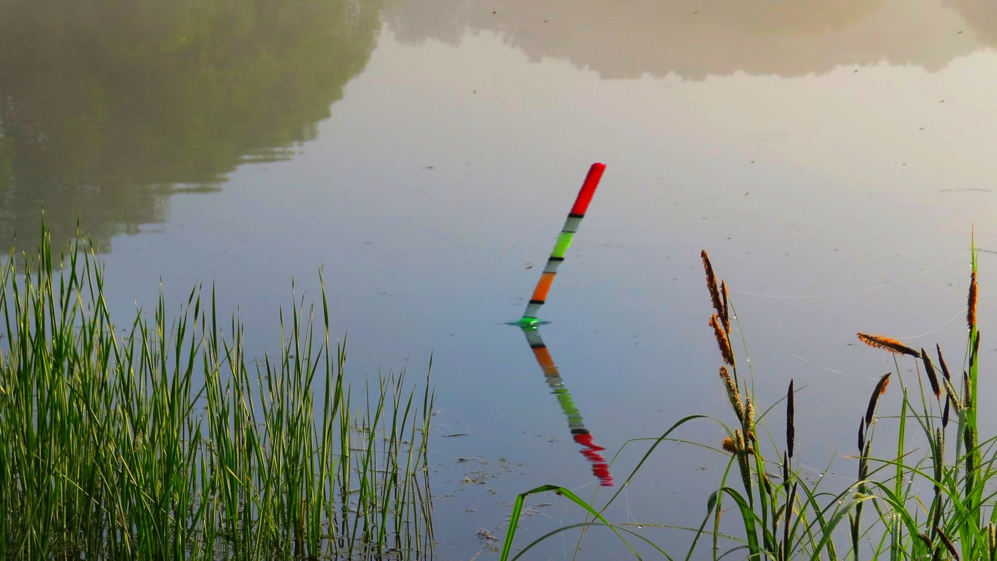 ЛОВЛЯ КАРАСЯ ПОСЛЕ НЕРЕСТА Рыбалка на поплавочную удочку Поклевки на поплавок