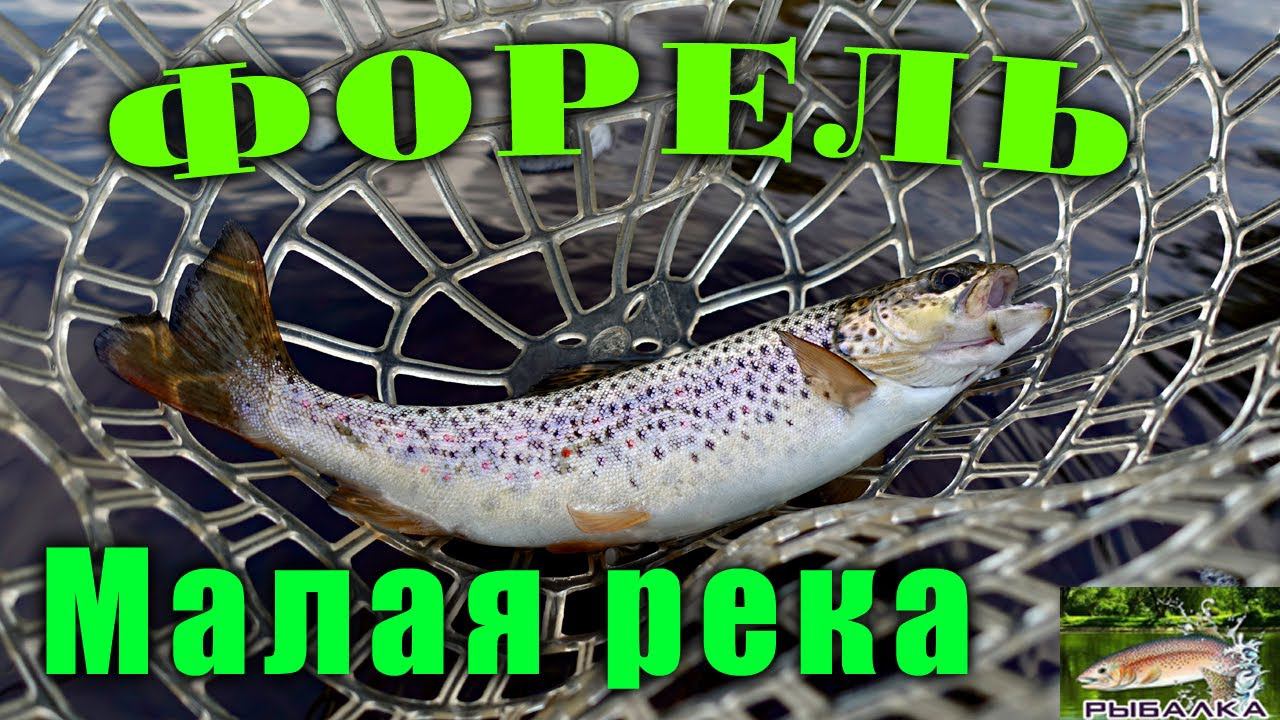 Дикая форель. Рыбалка в Ленинградской области. Июнь 2021.