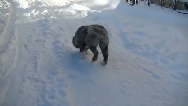 Собаки для охраны фермы