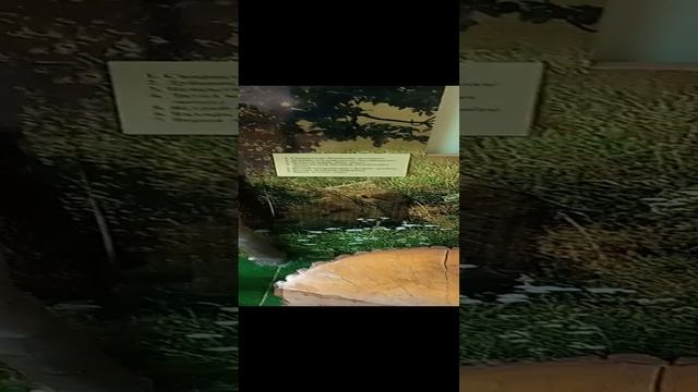 Краеведческий музей Курск