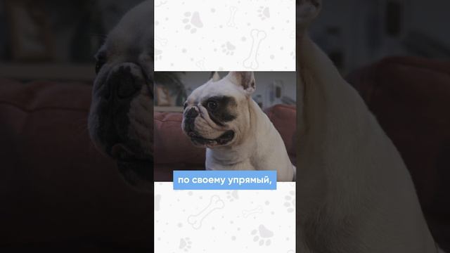 Идеальная маленькая собака для кваритры 🙌🏻 Часть 7 #shorts #shortsvideo #собака #французскийбульдо