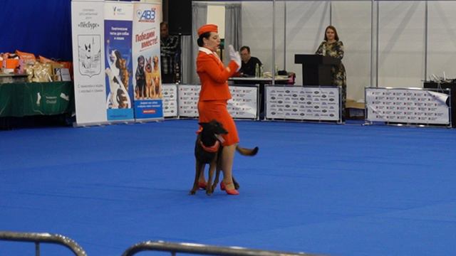 Танцы с собаками.Чемпионат России.Кубок России по танцам с собаками.
