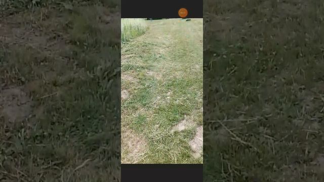 Прогулка по огороду моей бабушки с Грошенькой