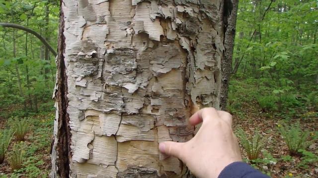 Приморская тайга. Тис и береза. Краткий очерк