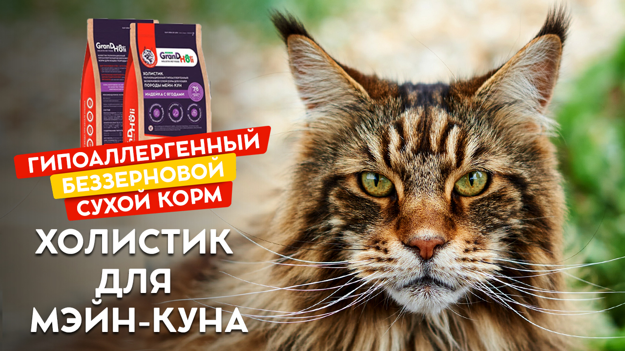 Сухой корм для мэйн-куна. Делаю обзор холистик корма для большой кошки.