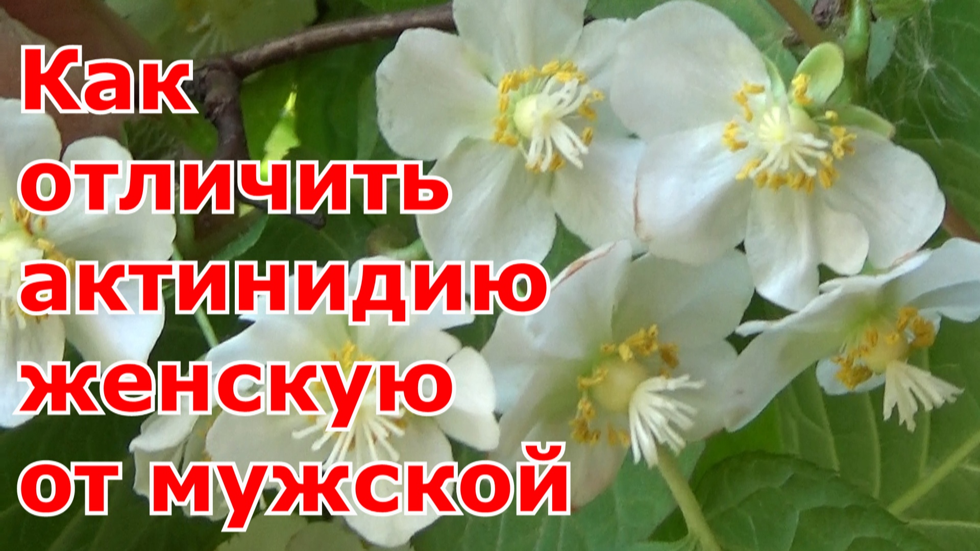 Актинидия коломикта Как определить женское и мужское растение актинидии для получения вкусных плодов