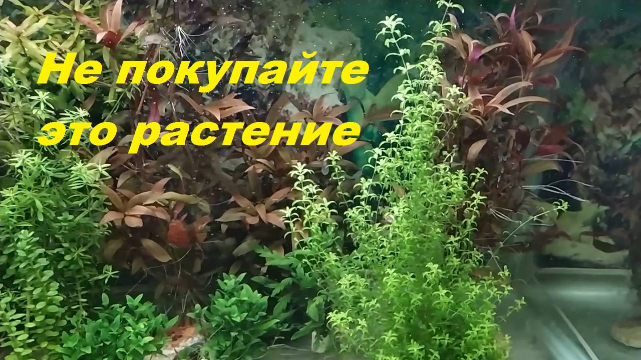 Погостемон Мидл Грин - первый среди аутсайдеров. (Архив от 17.12.2021)