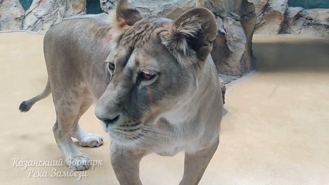 Казанский зоопарк | Река Замбези | Казань