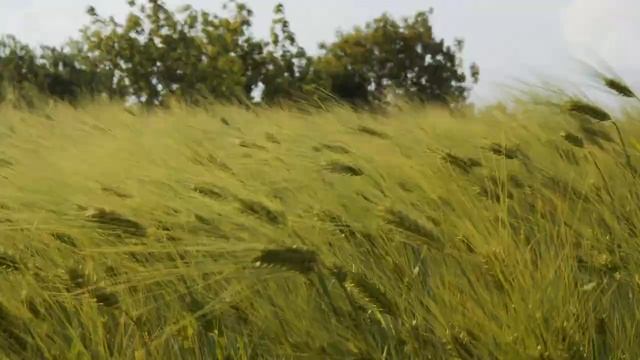Шум ветра и пение цикад на пшеничном поле