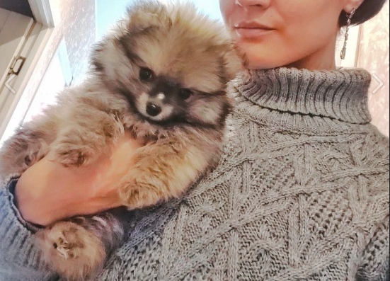 Померанский шпиц Тедди. Сергиев Посад.