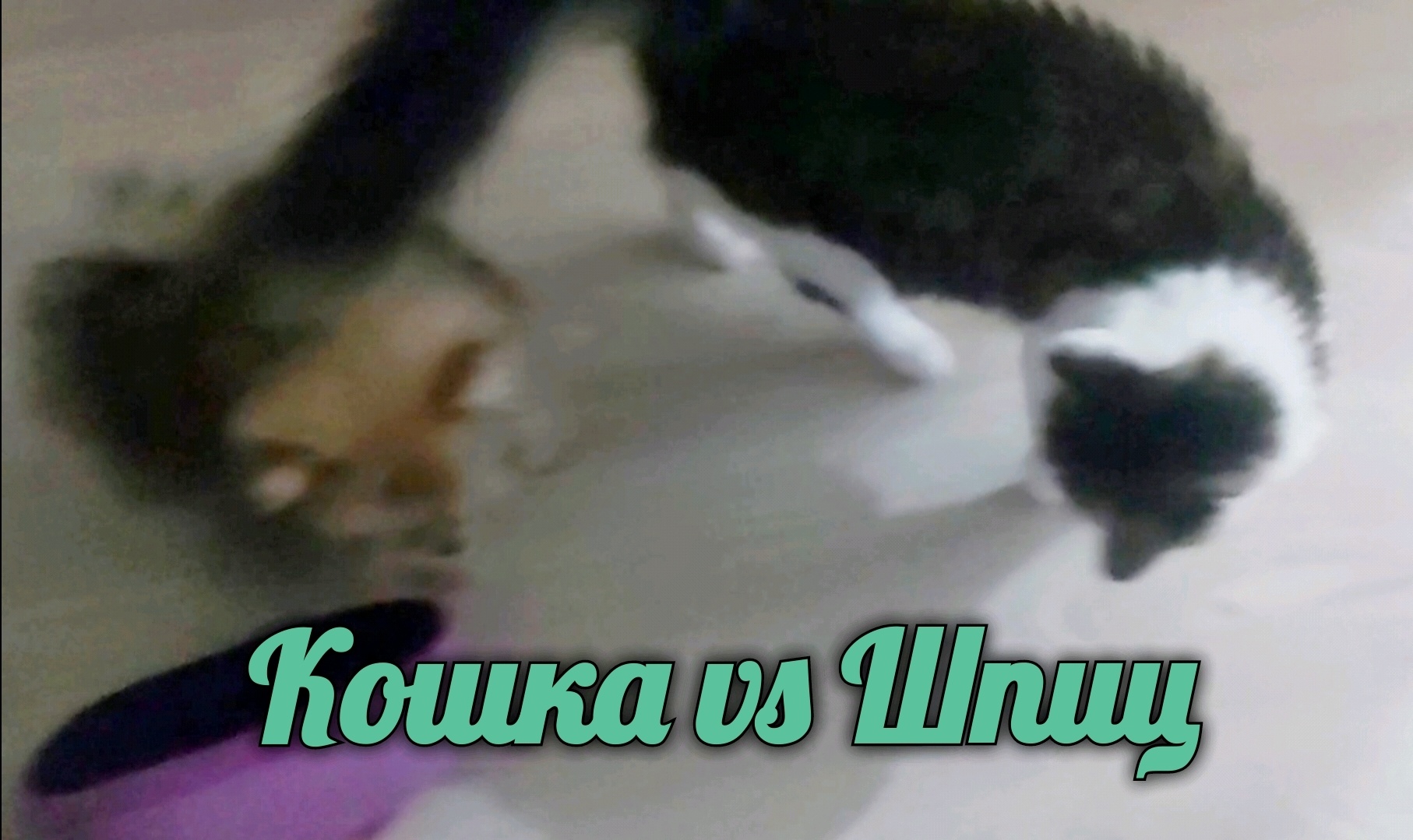 Кошка и собака. Как кошка контактирует со шпицем. Раунд 1 :)