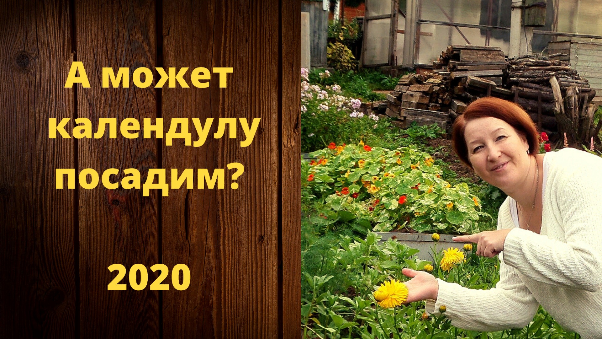 Сорта календулы махровой.  Мой выбор. 2020