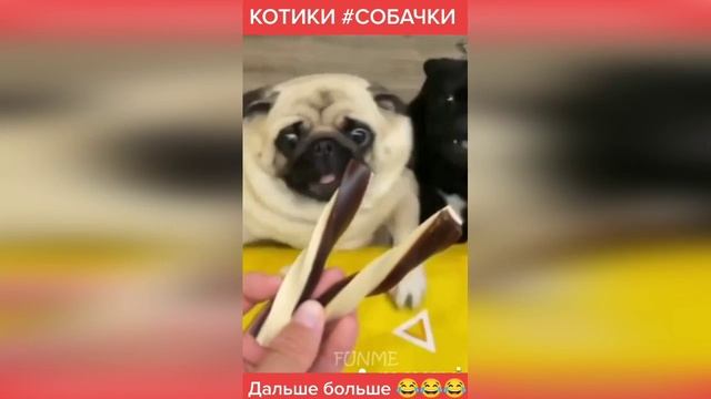Самые смешные животные / Приколы с котами и собаками(# 51)#Shorts