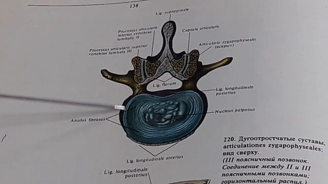 Височно-нижнечелюстной, атланто-затылочный и атланто-аксиальный суставы. Соединение позвонков