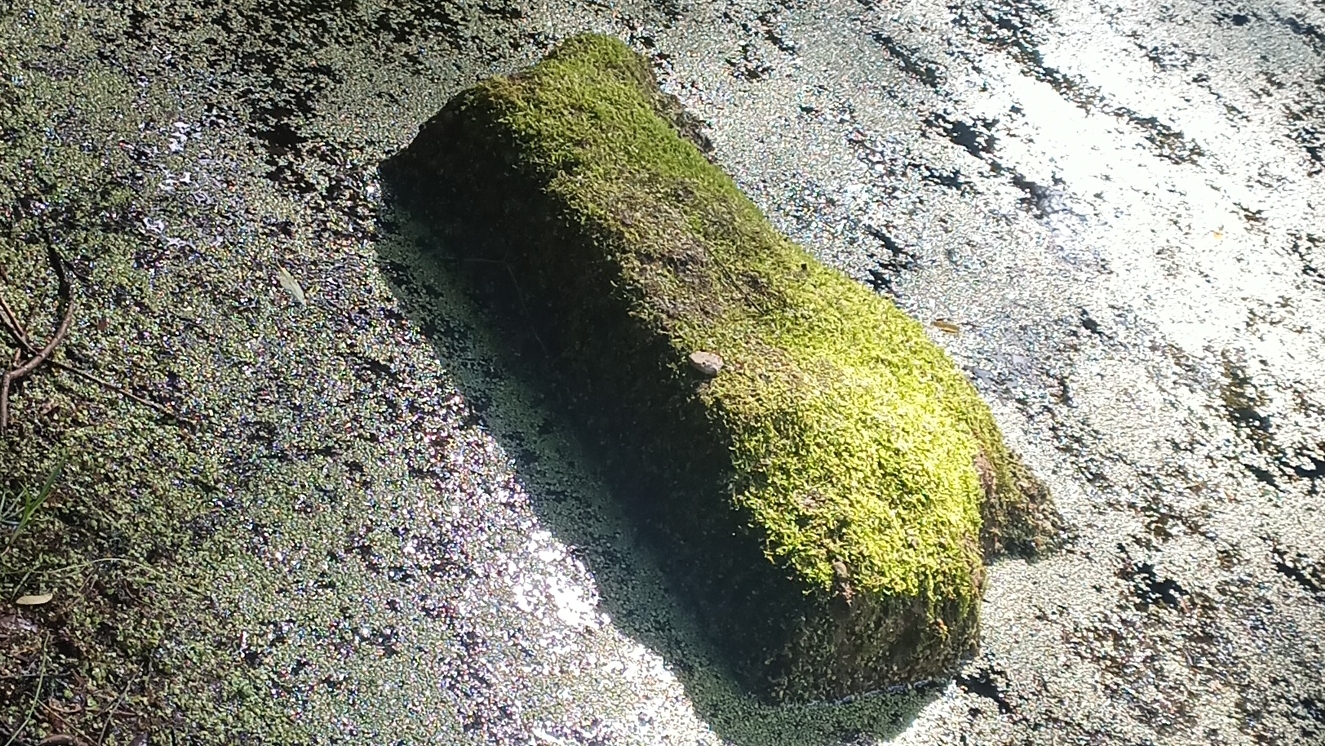 замшелое озеро