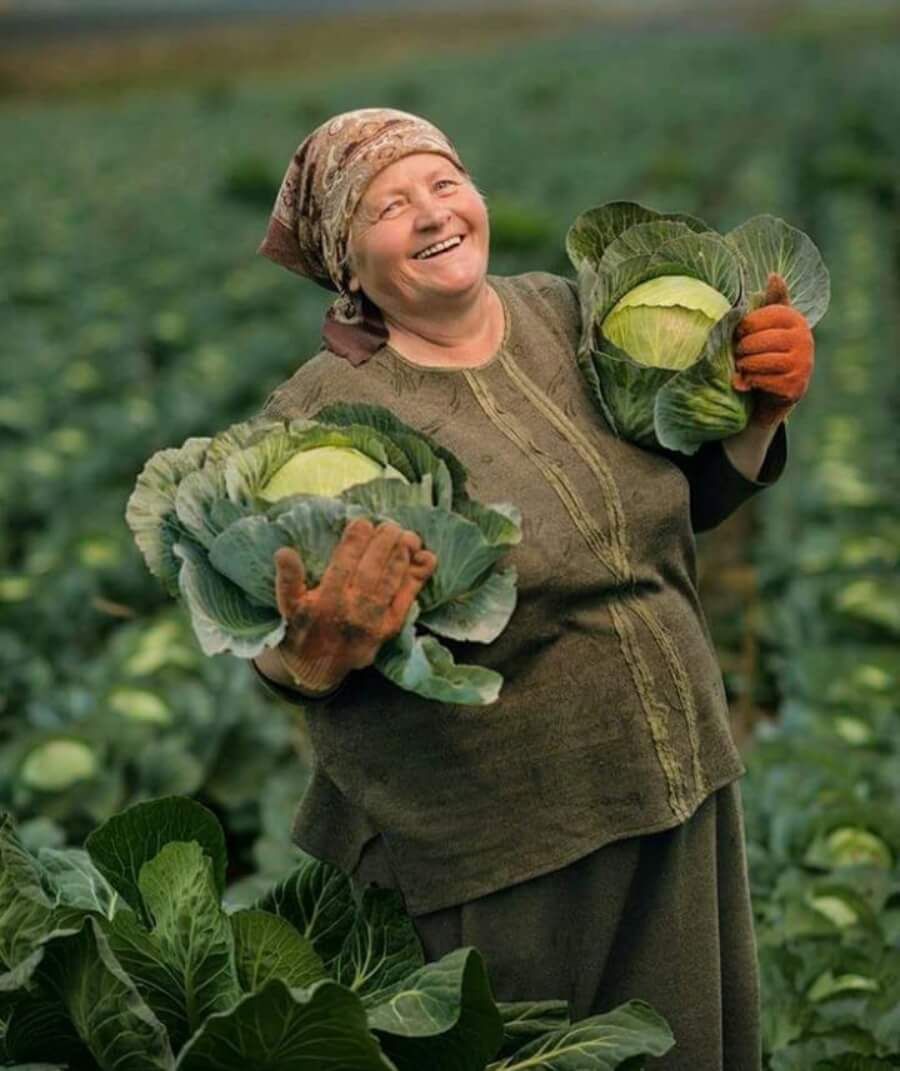 Три способа выращивания капусты             #garden  #farm