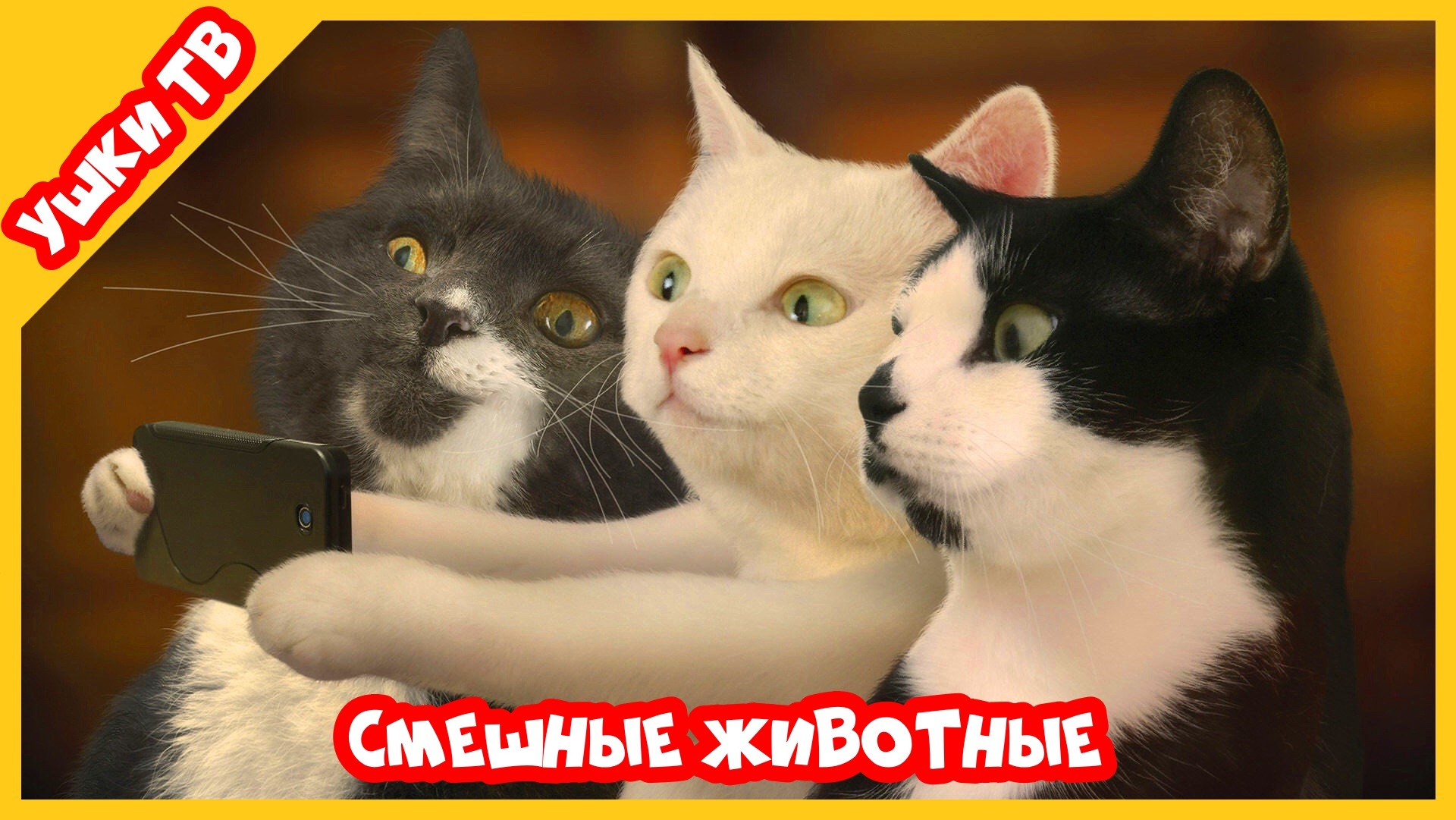 ?СМЕШНЫЕ ПУШИСТИКИ?ЗАБАВНЫЕ КОТИКИ СОБАЧКИ И ДРУГИЕ ЖИВОТНЫЕ?