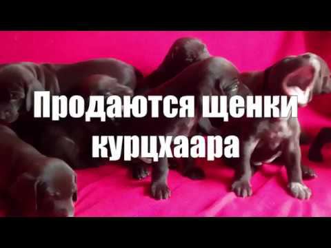 курцхаар
