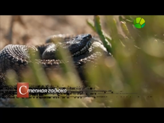 Красная книга. Степная гадюка
