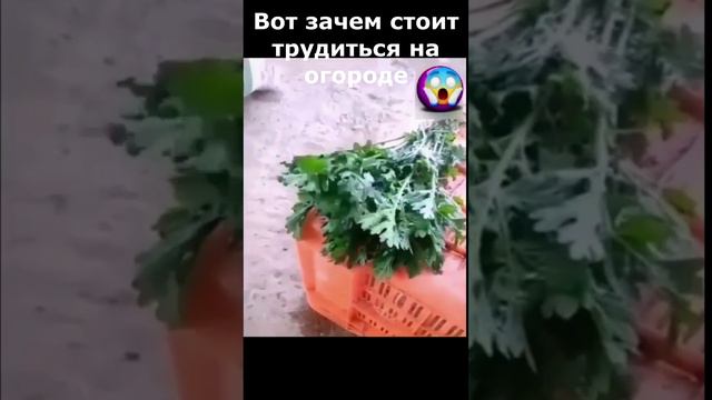 Вот зачем стоит трудиться на огороде