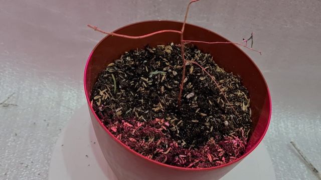 Мелалеука льняная 7