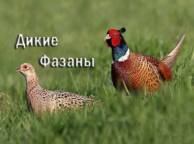 Дикие Фазаны, пришли к нам в огород.