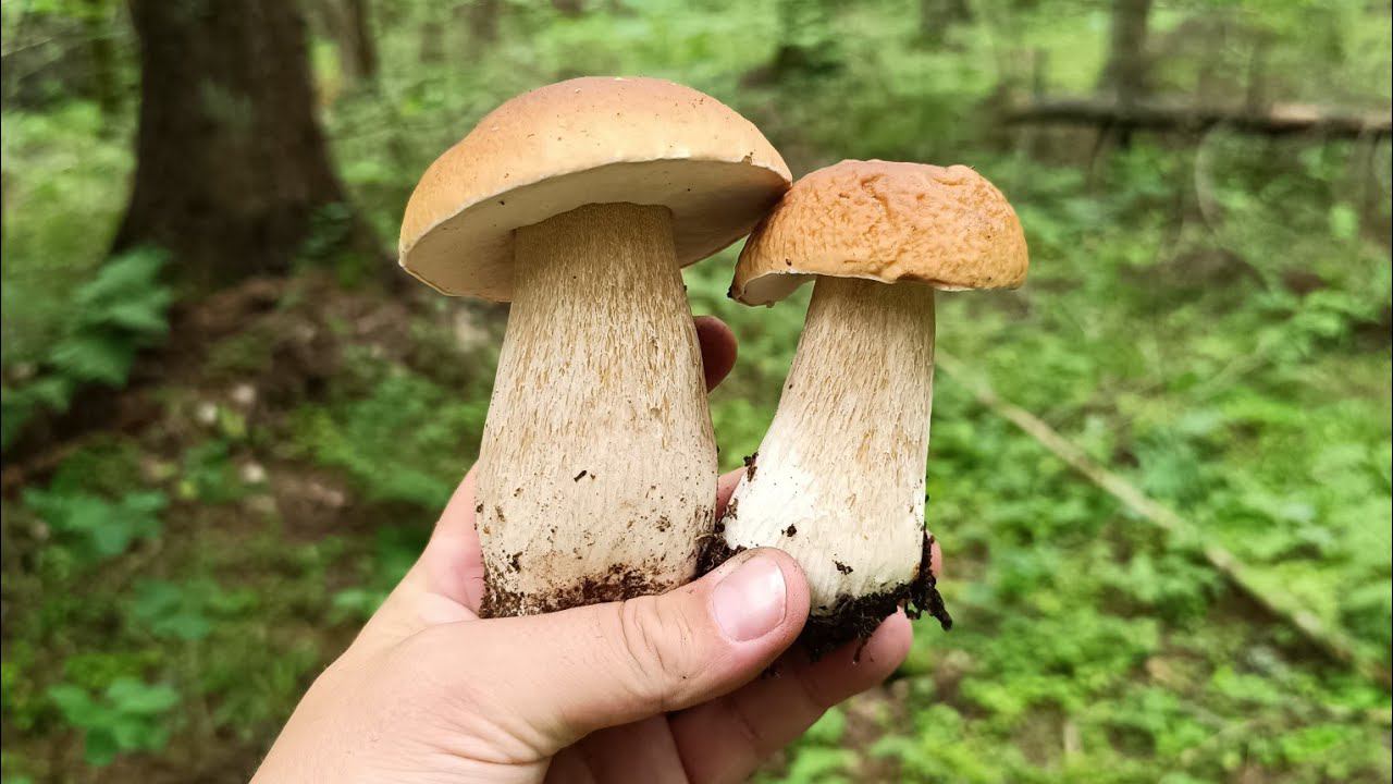 Грибов в лесах всё БОЛЬШЕ и БОЛЬШЕ