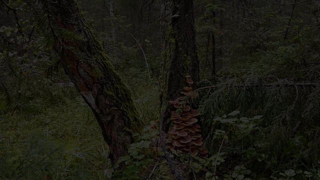 Опята в сыром лесу.