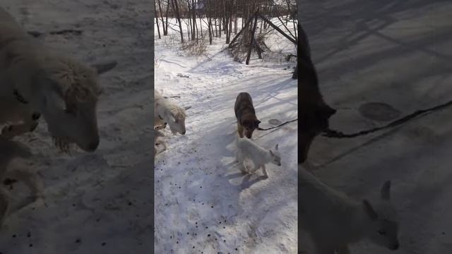 Собакен и козы.