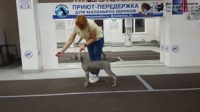 Веймаранер Formula Azarta Gualiatiri (Хейз). Занятие в хендлинг-зале Дог-центра. Тольятти, 05.10.20.