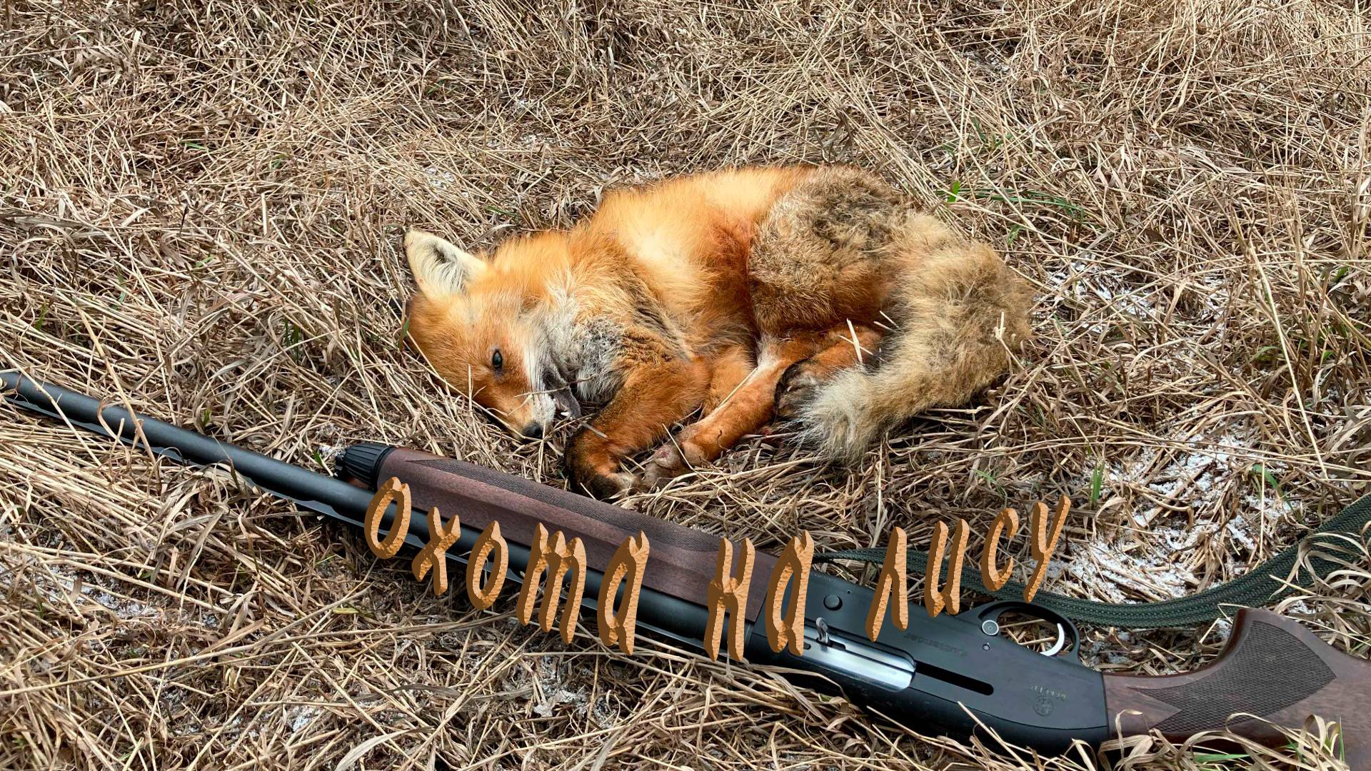 Охота на лису и на утку. Кабаны на фотоловушке.