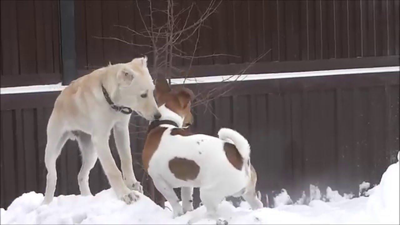 Приезжайте к нам ..   У нас тепло и весело..
