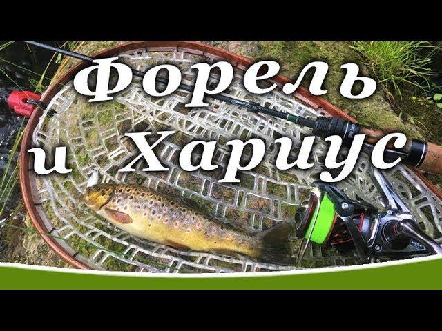 Форель. Хариус. Рыбалка в Ленинградской области. АВГУСТ 2019.