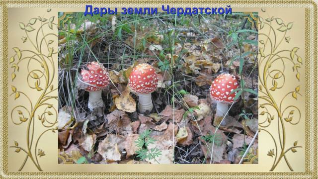 Дары земли Чердатской