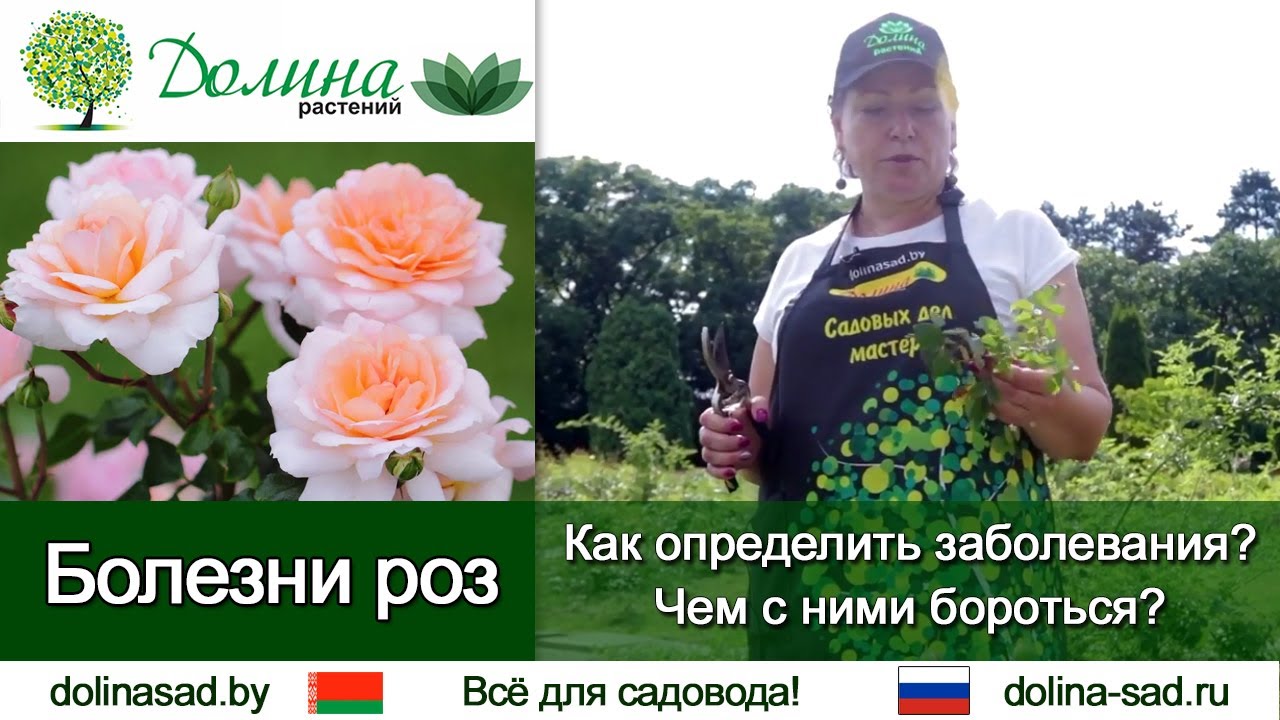 Всё про РОЗЫ частые болезни и вредители. Как распознать и чем бороться