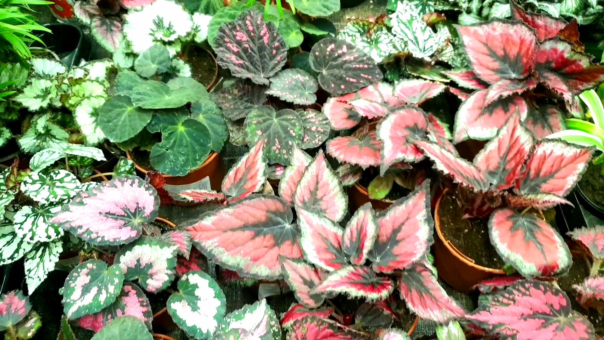 ⚘?Цветочная Прогулка по Бауцентру??