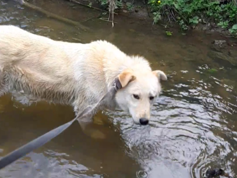 Помыть лапы дело нужное.