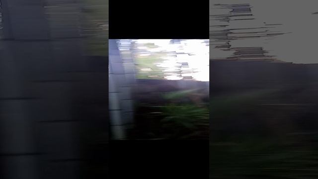 СУХУМ АБХАЗИЯ СТРАНА ДУШИ БАМБУК БАМБУКОВЫЙ САД МУЗЫКАЛЬНАЯ ШКОЛА ДОМ КУПЦА БАМБУКОВАЯ РОЩА ЛЕТО