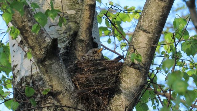 Самка дрозда на гнезде, репортаж- #5, 29 апреля 2024, Крылатское