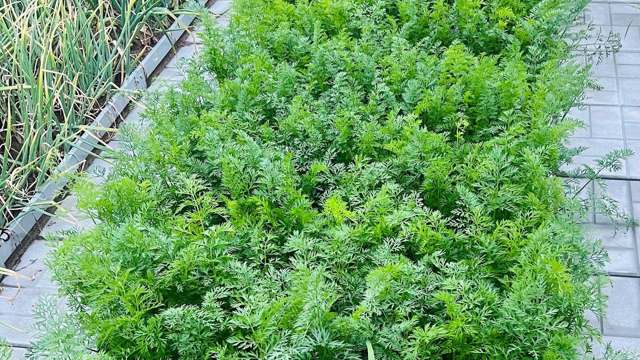 Семена. Часть 5. Морковь. Лето 2023 года