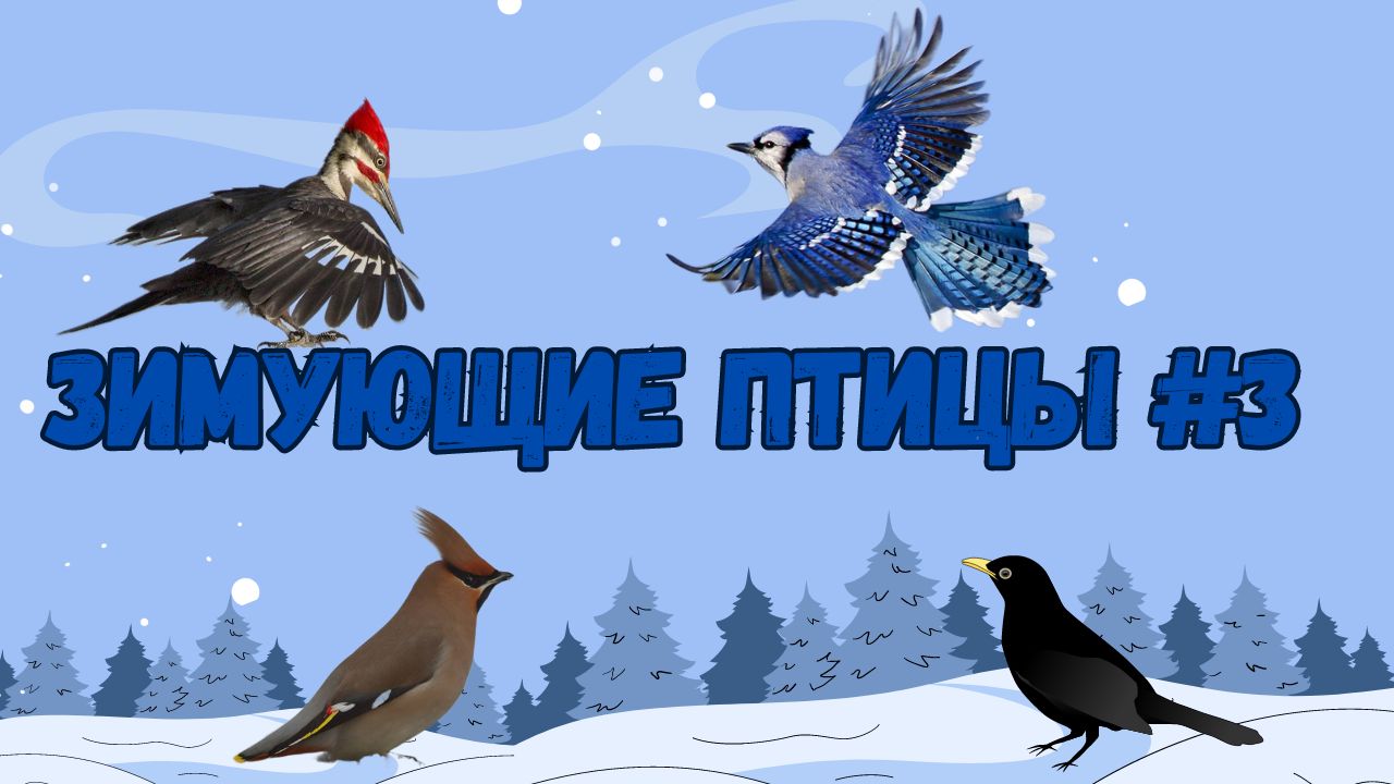 Зимующие птицы. Часть 3.