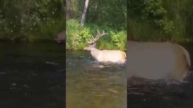 изюбрь на рыбалке