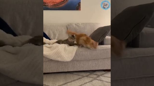 Смешные животные #56.mp4