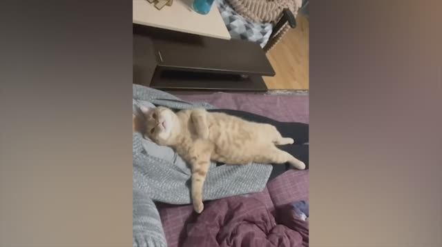 Приколы с котами и собаками #36