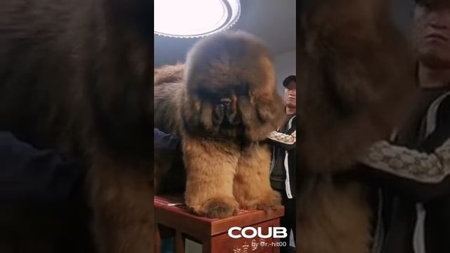 Стрижка ламы или самыйнеобычный парикмахер