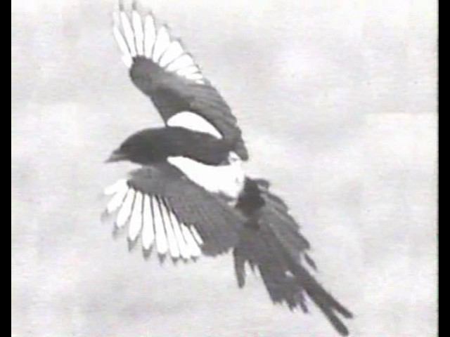 Провидение нашего времени часть 1